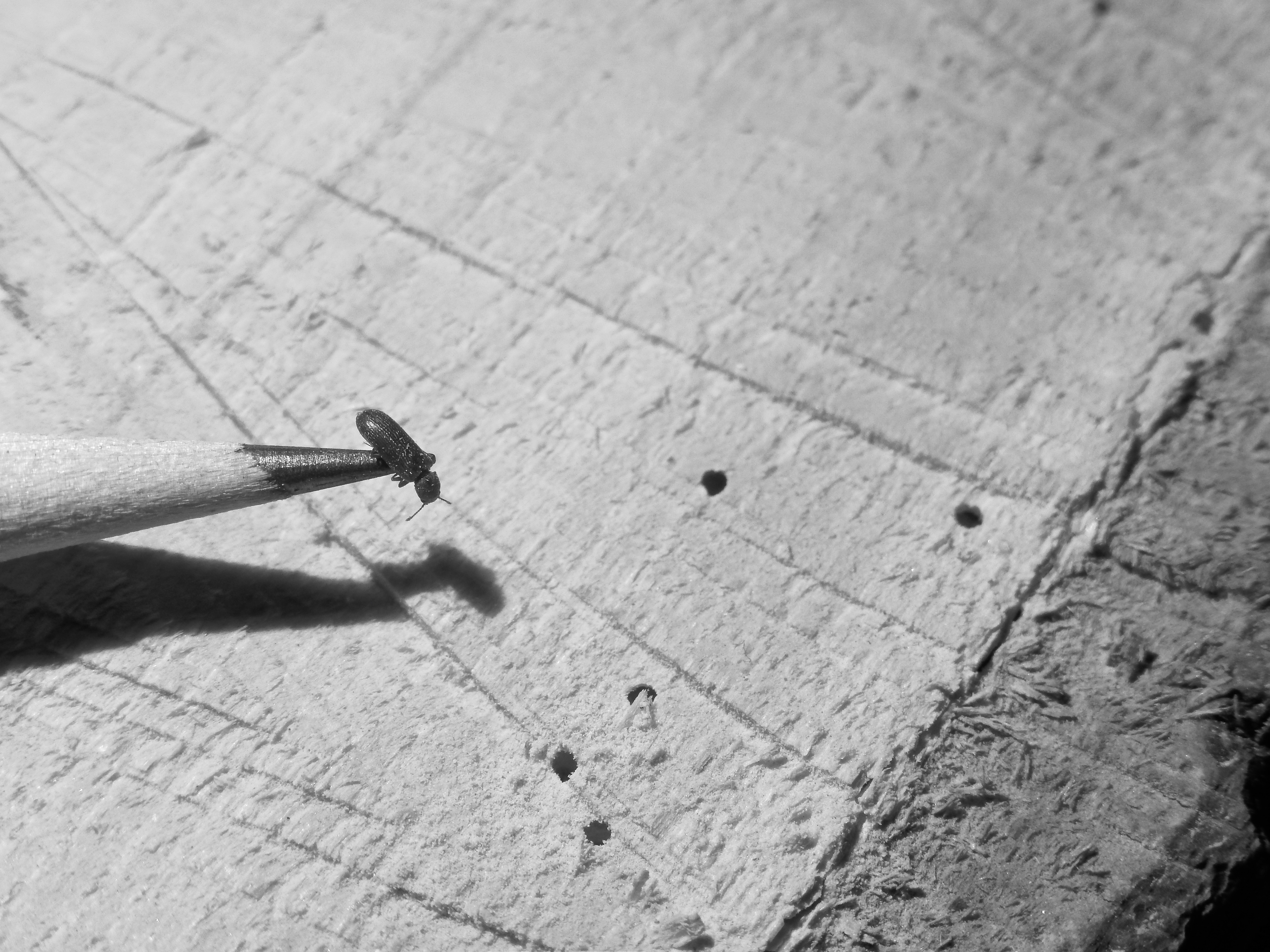 Use Technology to Eliminate Bugs in Reclaimed Wood | Popular Woodworking